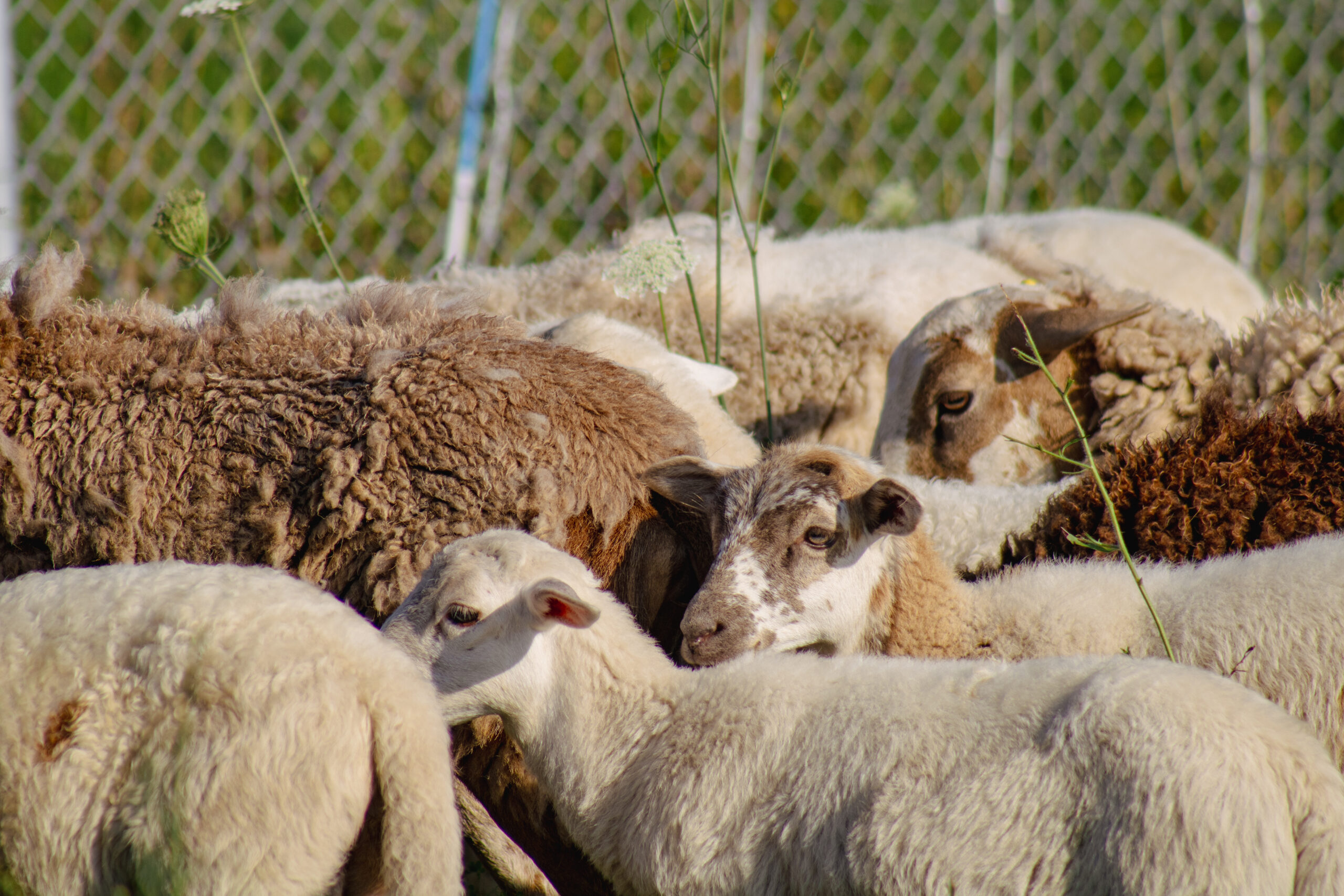 Agrivoltaics in Ames: Solar Energy Meets Sheep Grazing